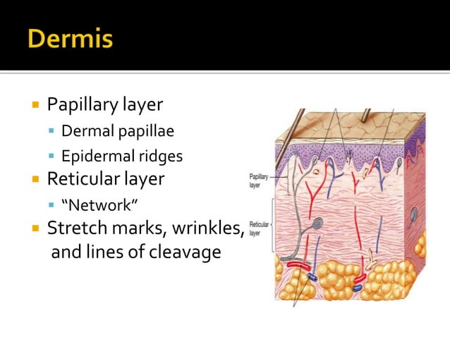 Integumentary system | PPTX | Skin and Dermatology | Diseases and ...