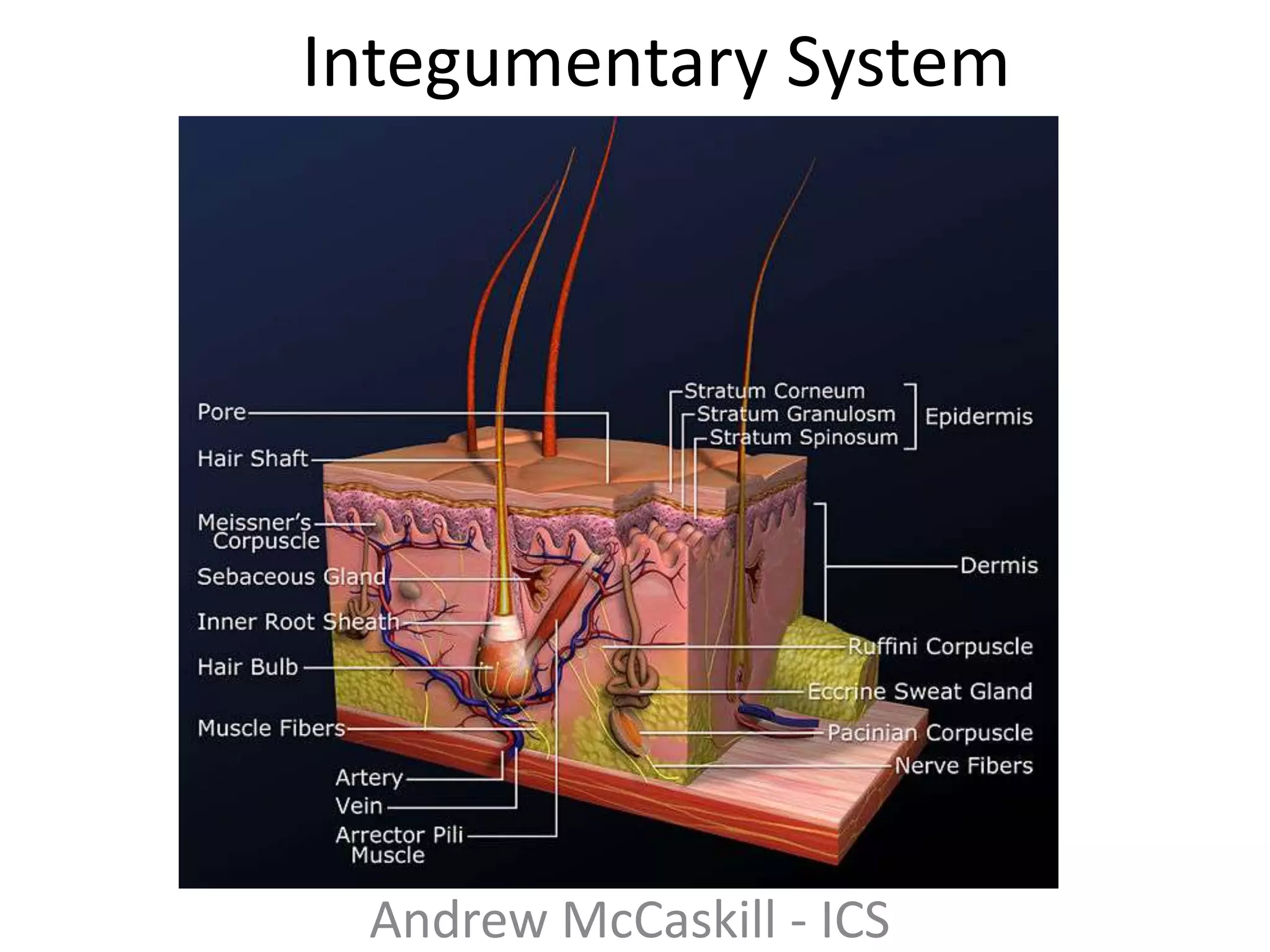 Integumentary system | PPTX