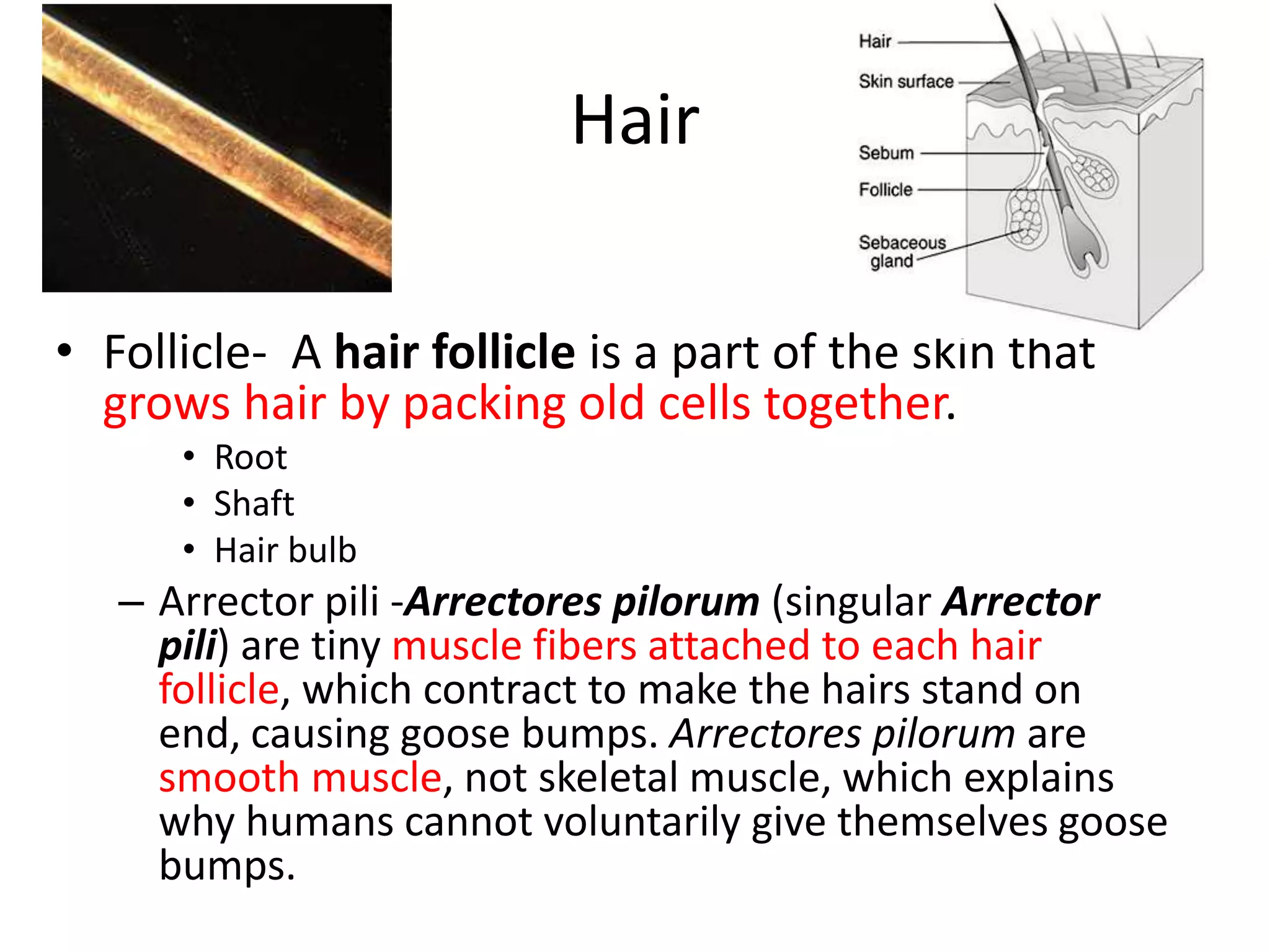 Integumentary system | PPTX