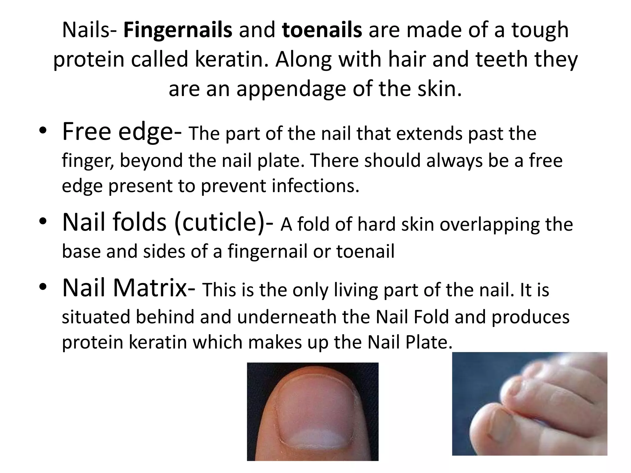 Integumentary system | PPTX