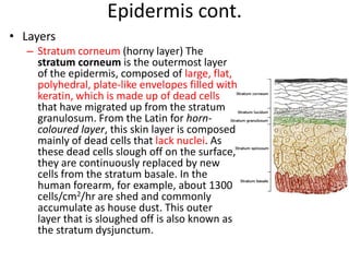 Integumentary system | PPTX
