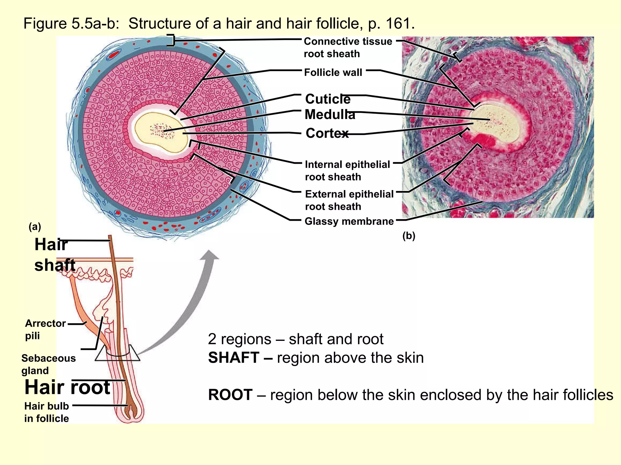 Integumentary system | PPT | Skin and Dermatology | Diseases and Conditions