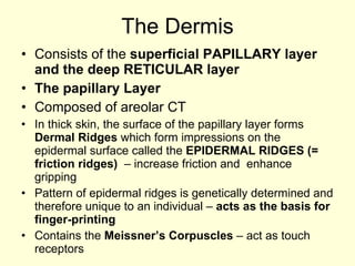 Integumentary system | PPT | Skin and Dermatology | Diseases and Conditions