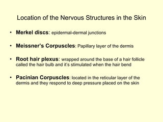 Integumentary system | PPT