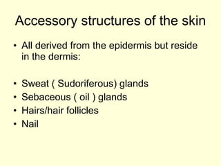 Integumentary system | PPT