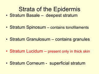Integumentary system | PPT | Skin and Dermatology | Diseases and Conditions