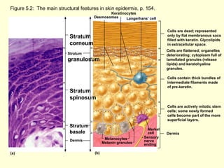 Integumentary system | PPT