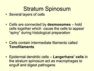 Integumentary system | PPT | Skin and Dermatology | Diseases and Conditions