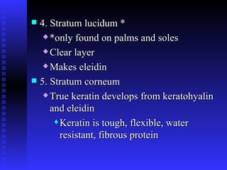 Integumentary system | PPT