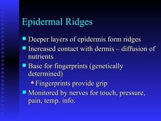 Integumentary system | PPT