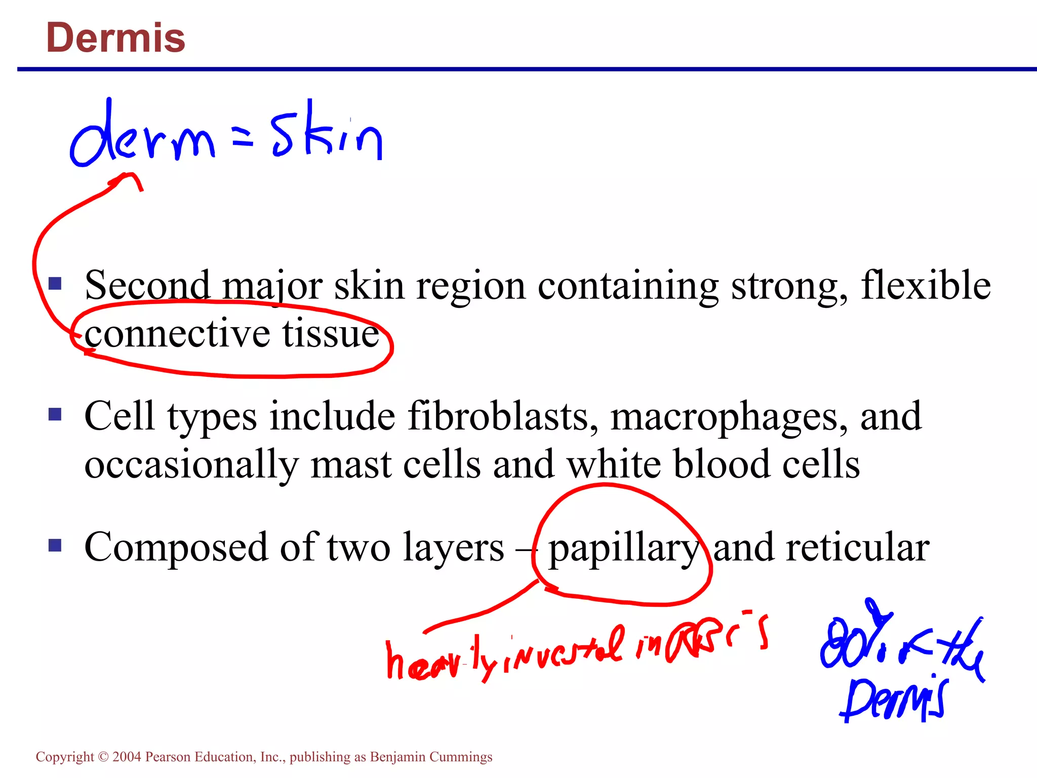 Integumentary system | PPT