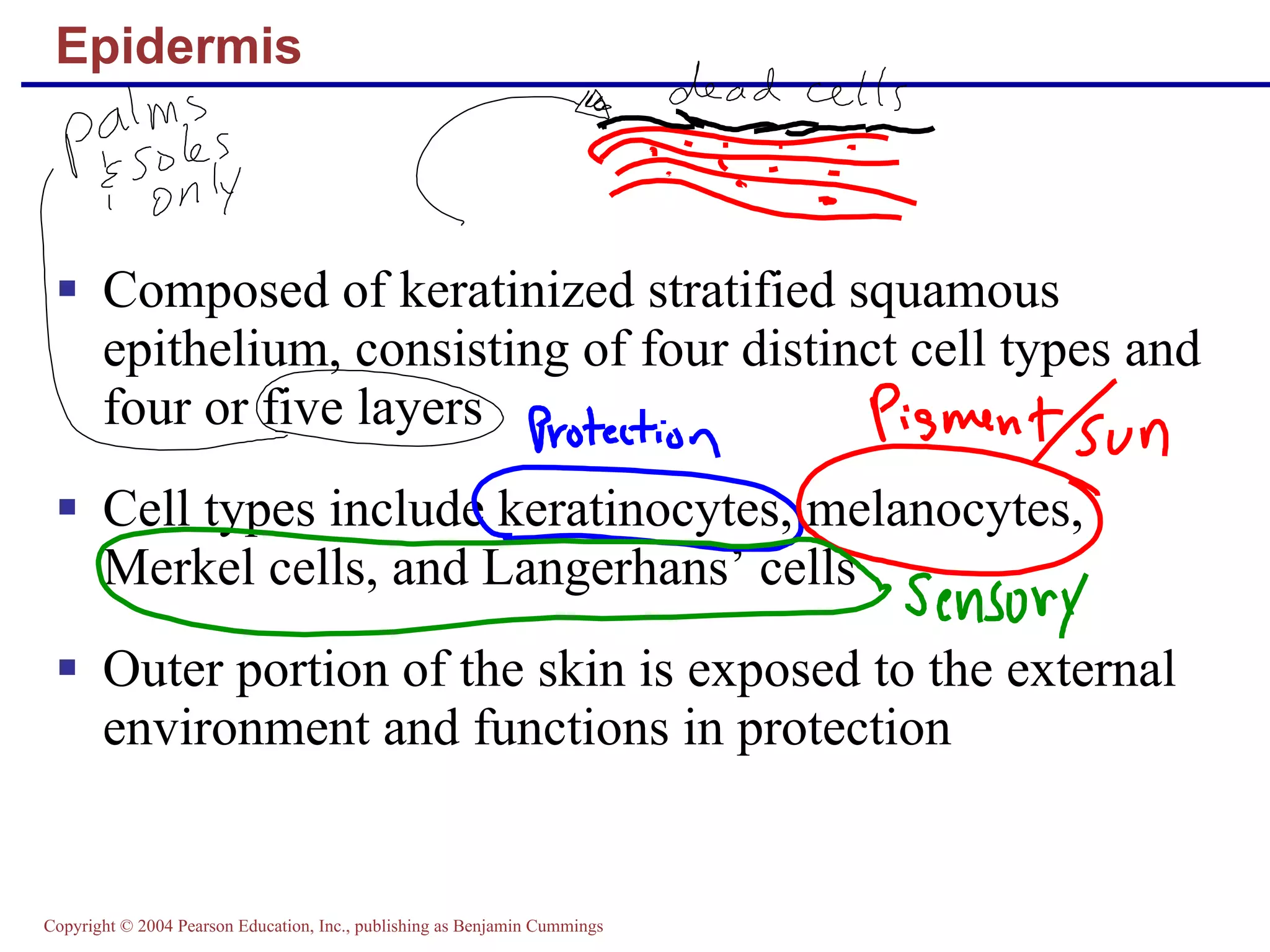 Integumentary system | PPT