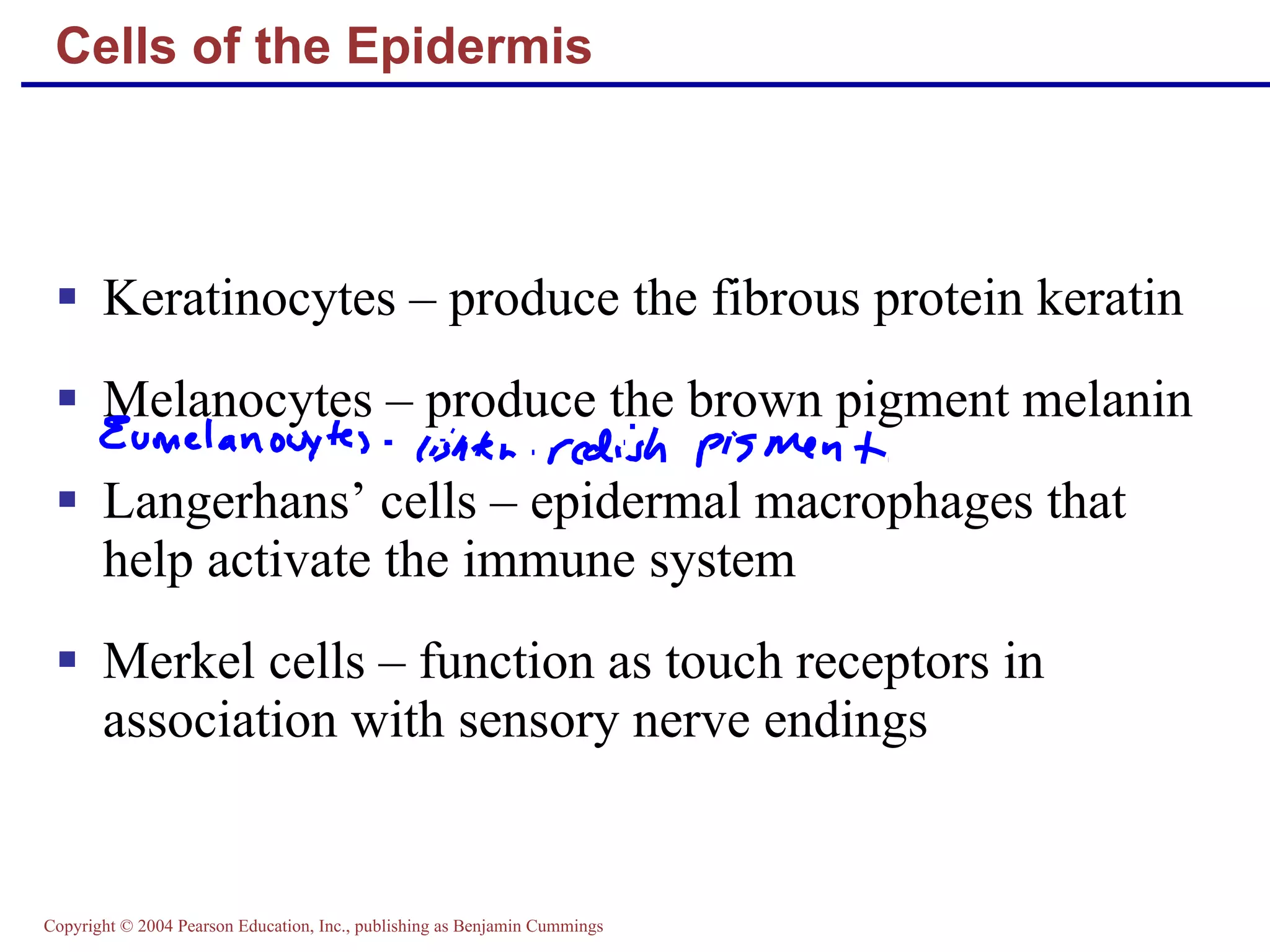 Integumentary system | PPT