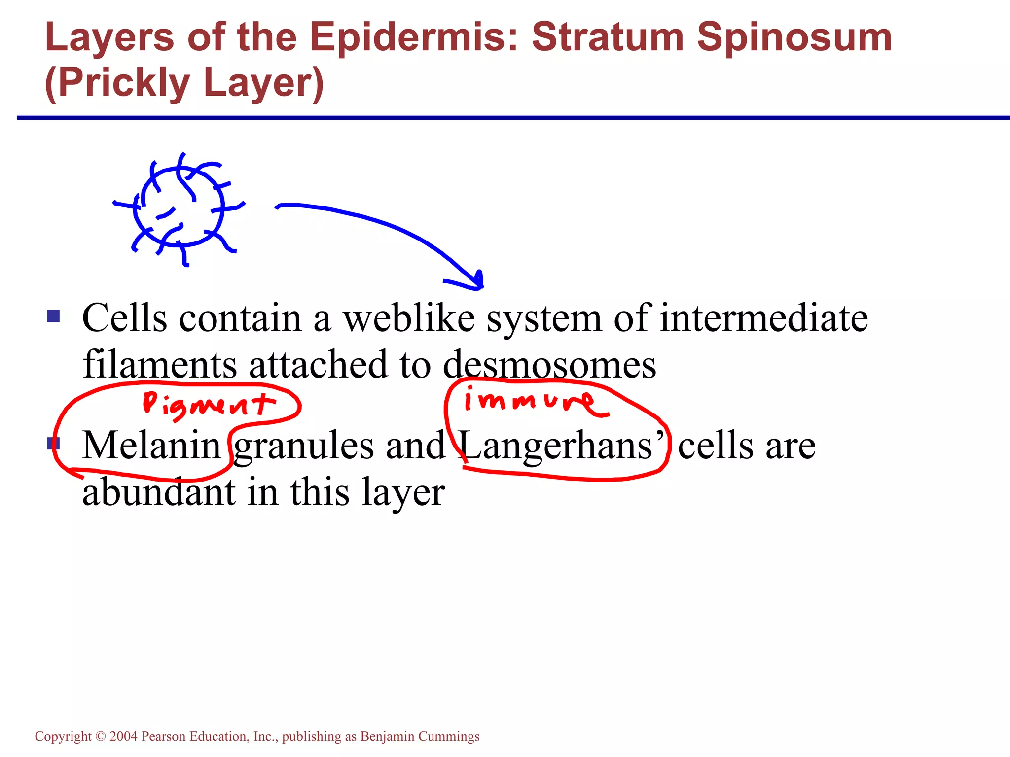 Integumentary system | PPT