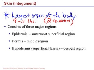 Integumentary system | PPT