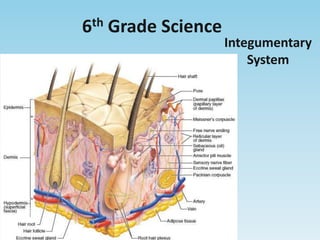 Integumentary system | PPT