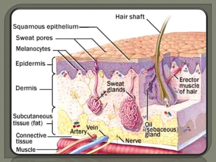Integumentary system