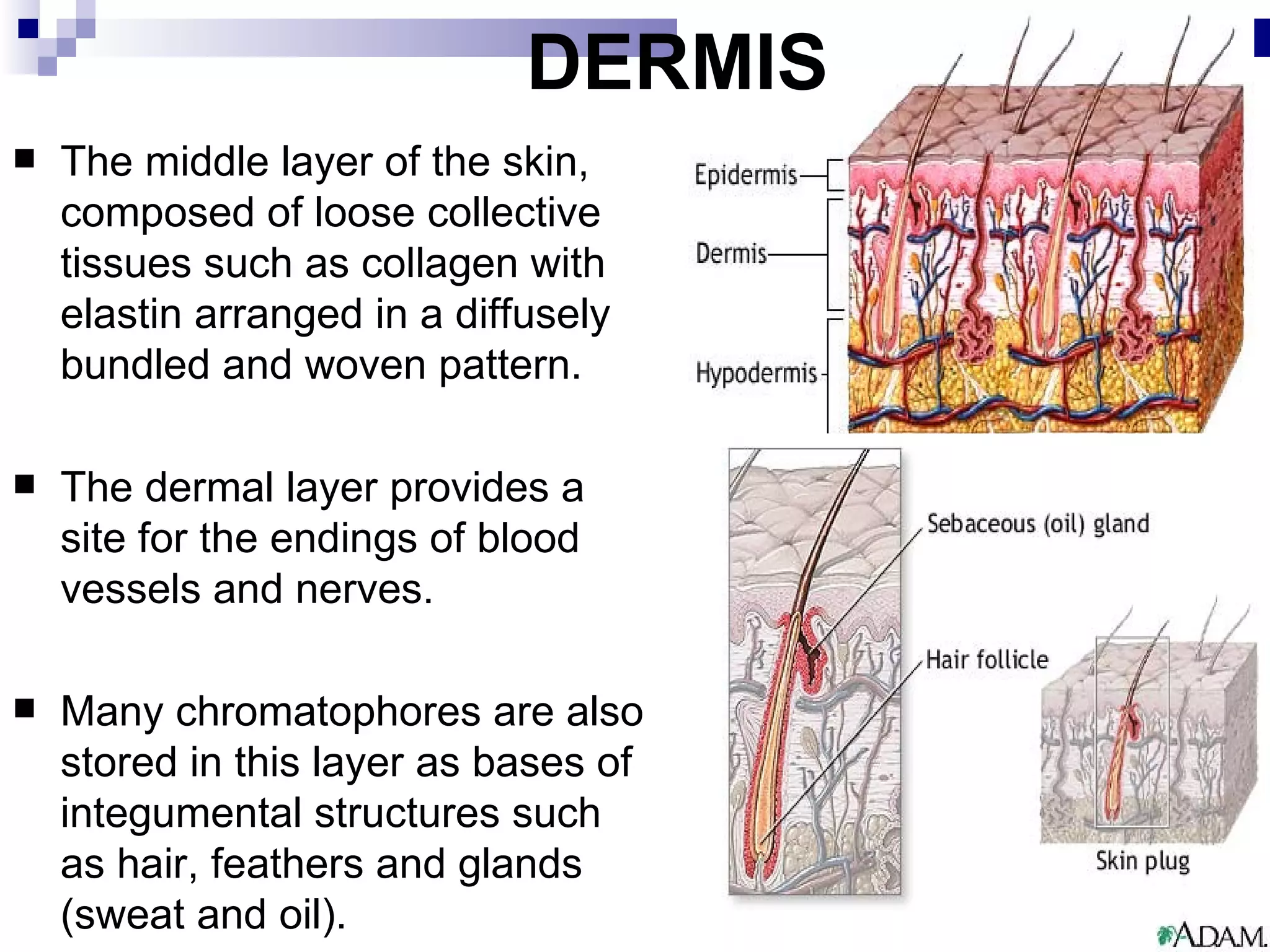 INTEGUMENTARY SYSTEM | PPT