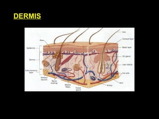 Integumentary system | PPT