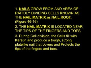 Integumentary system | PPT