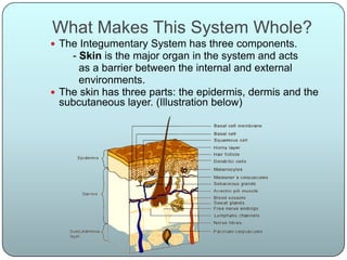 Integumentary system | PPTX | Skin and Dermatology | Diseases and ...