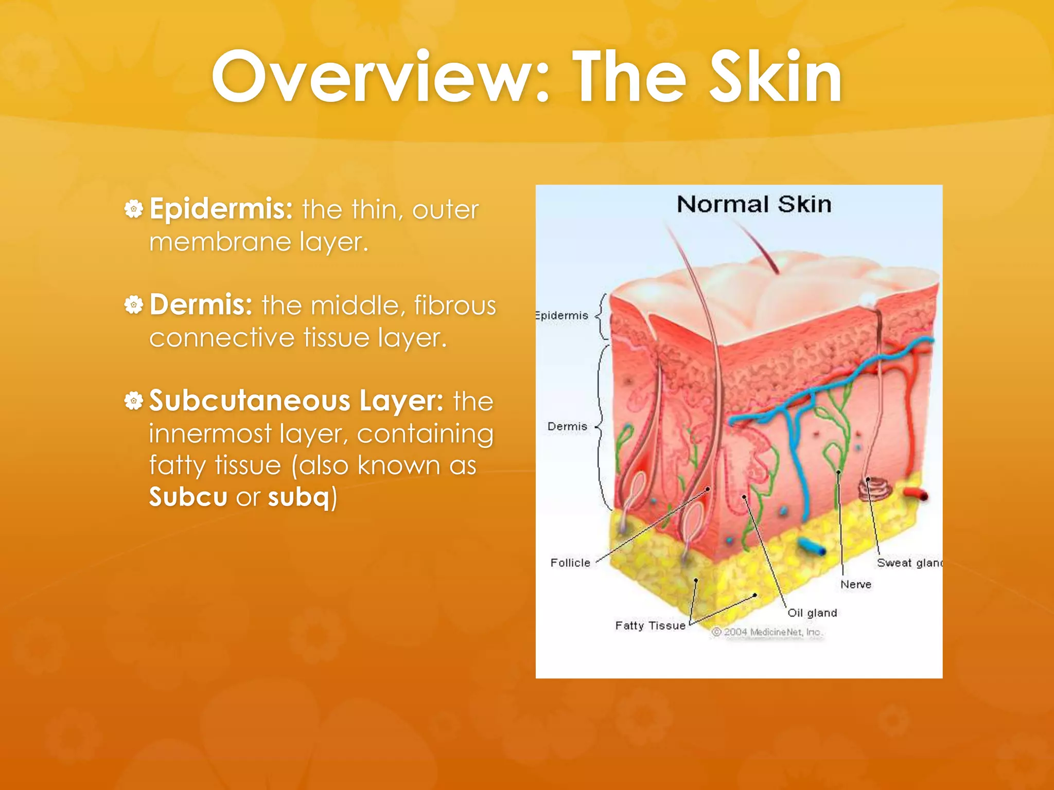 Integumentary system | PPTX