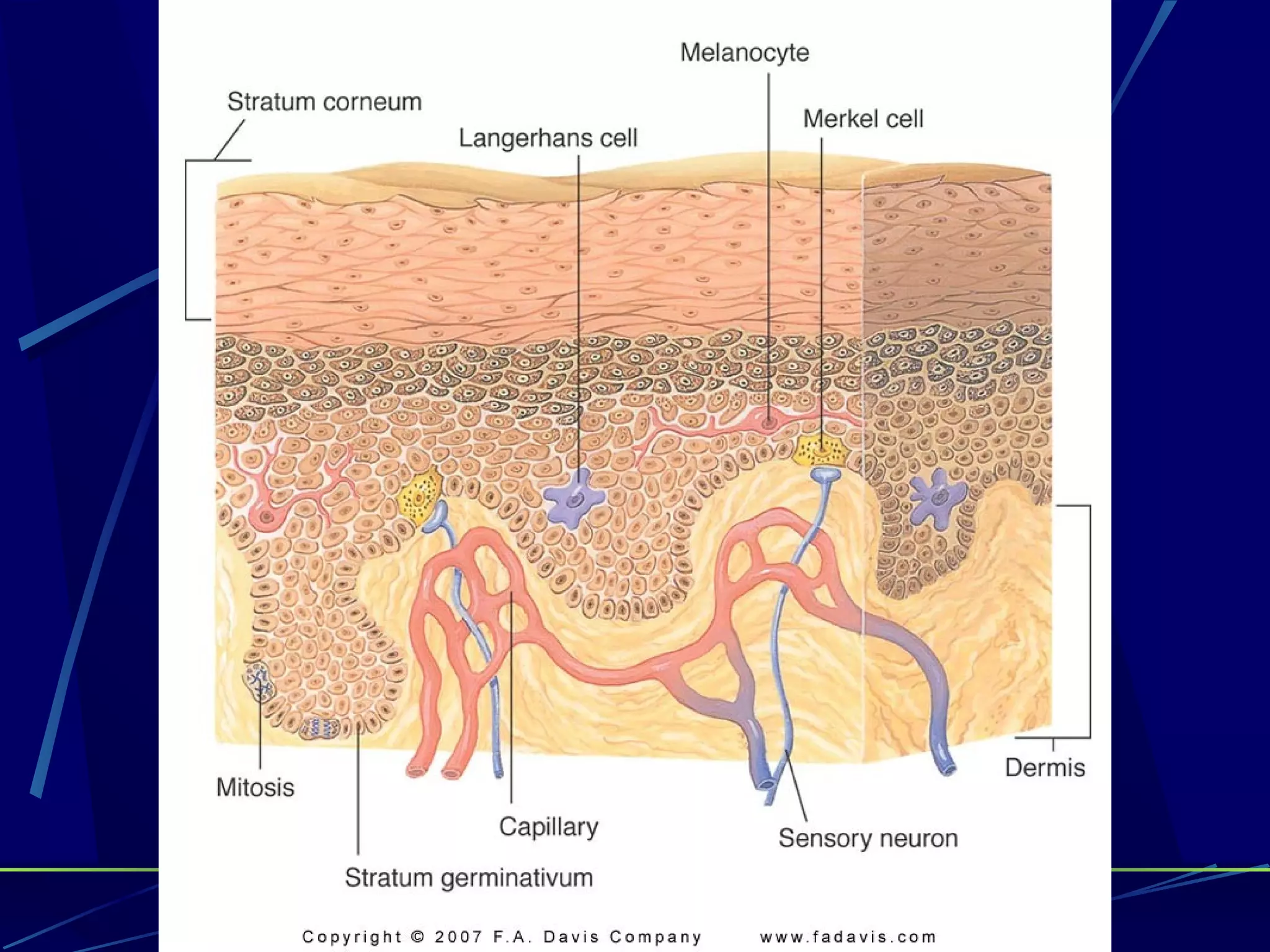Chapter 4-- Integumentary system | PPT