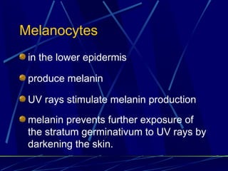 Chapter 4-- Integumentary system | PPT