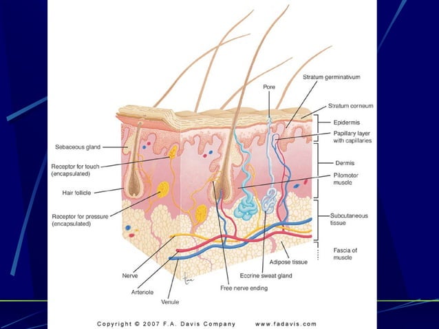 Chapter 4-- Integumentary system | PPT | Skin and Dermatology ...