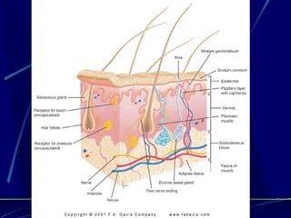 Chapter 4-- Integumentary system | PPT | Skin and Dermatology ...