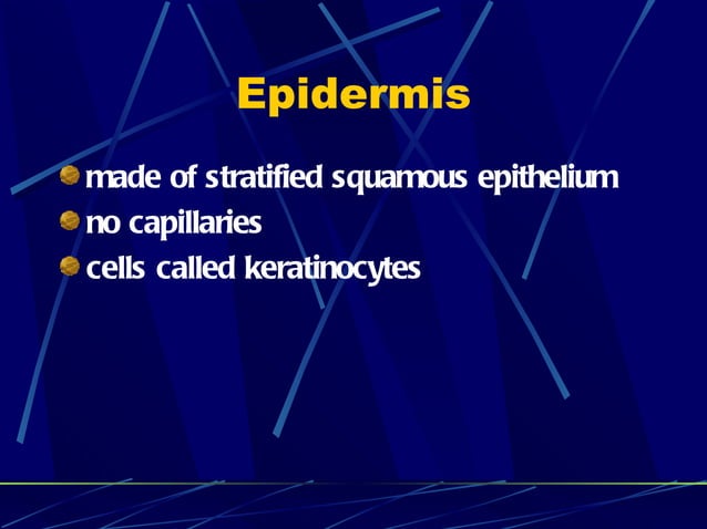 Chapter 4-- Integumentary system | PPT | Skin and Dermatology ...