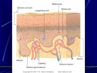 Chapter 4-- Integumentary system | PPT | Skin and Dermatology ...