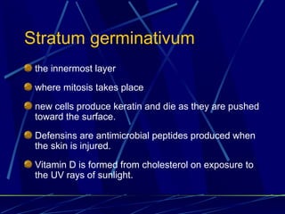 Chapter 4-- Integumentary system | PPT | Skin and Dermatology ...