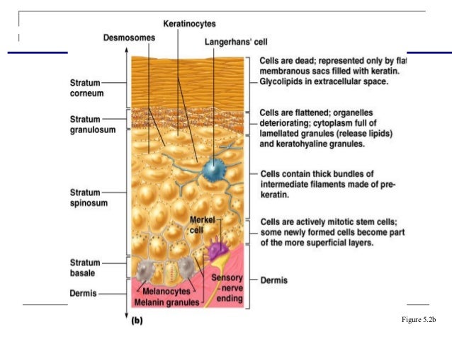 Integumentary system