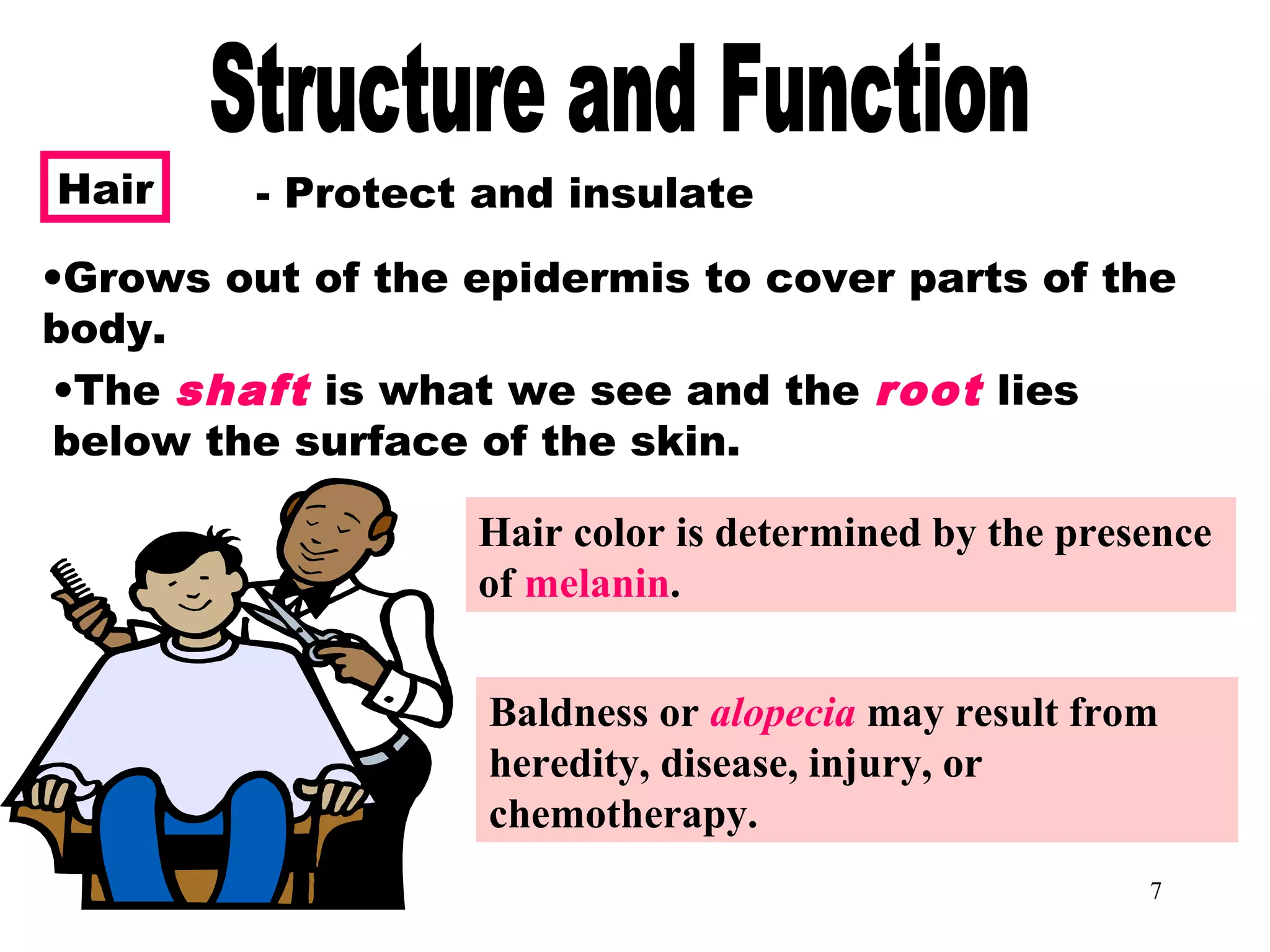 Integumentary system | PPT