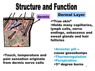 Integumentary system | PPT