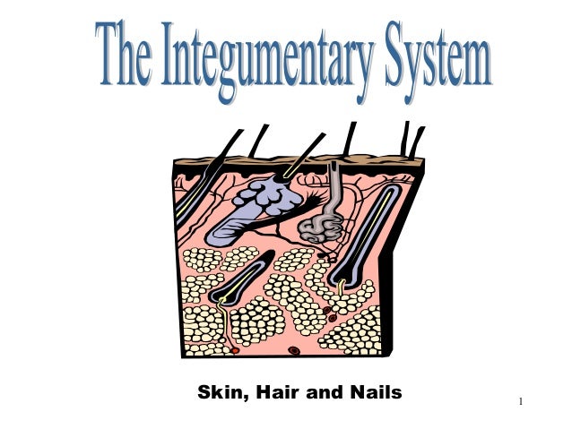 Integumentary System