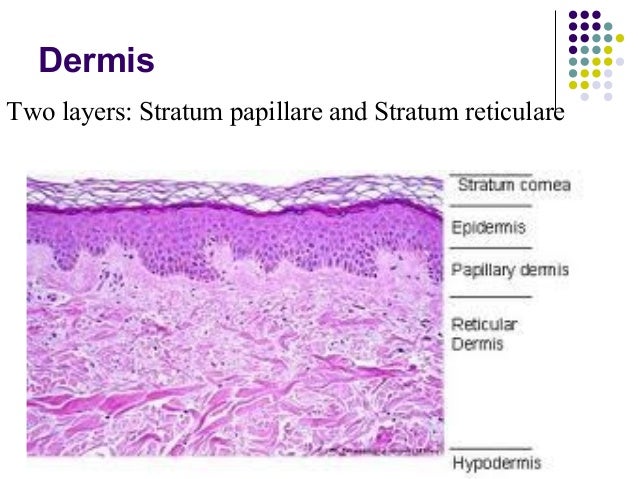 Integumentary system