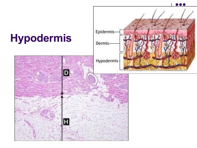 Integumentary system