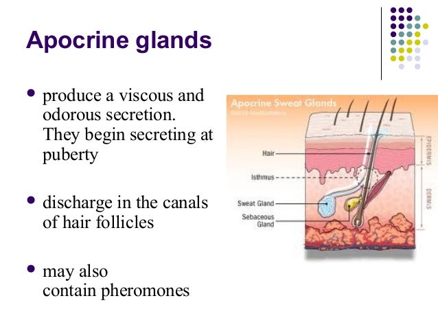 Apocrine Glands Function