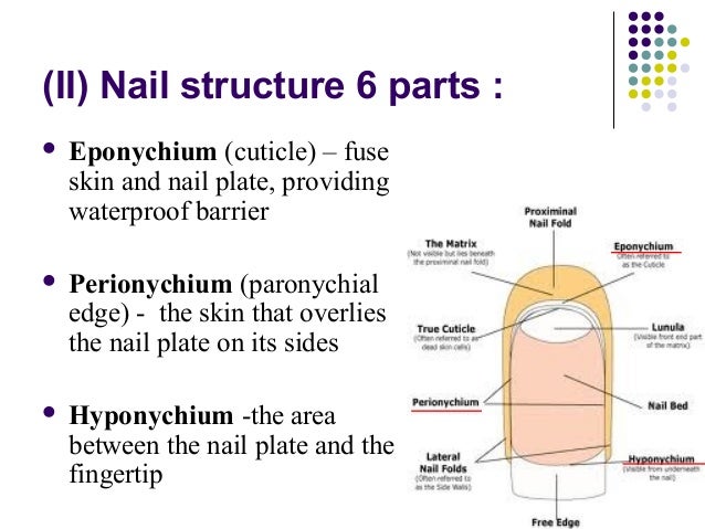 Integumentary system