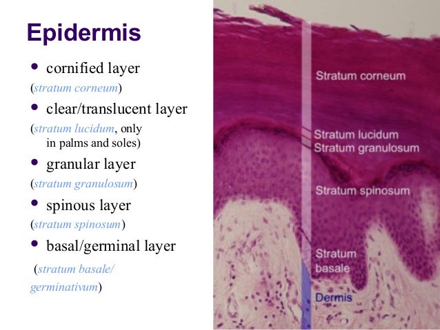 Integumentary system
