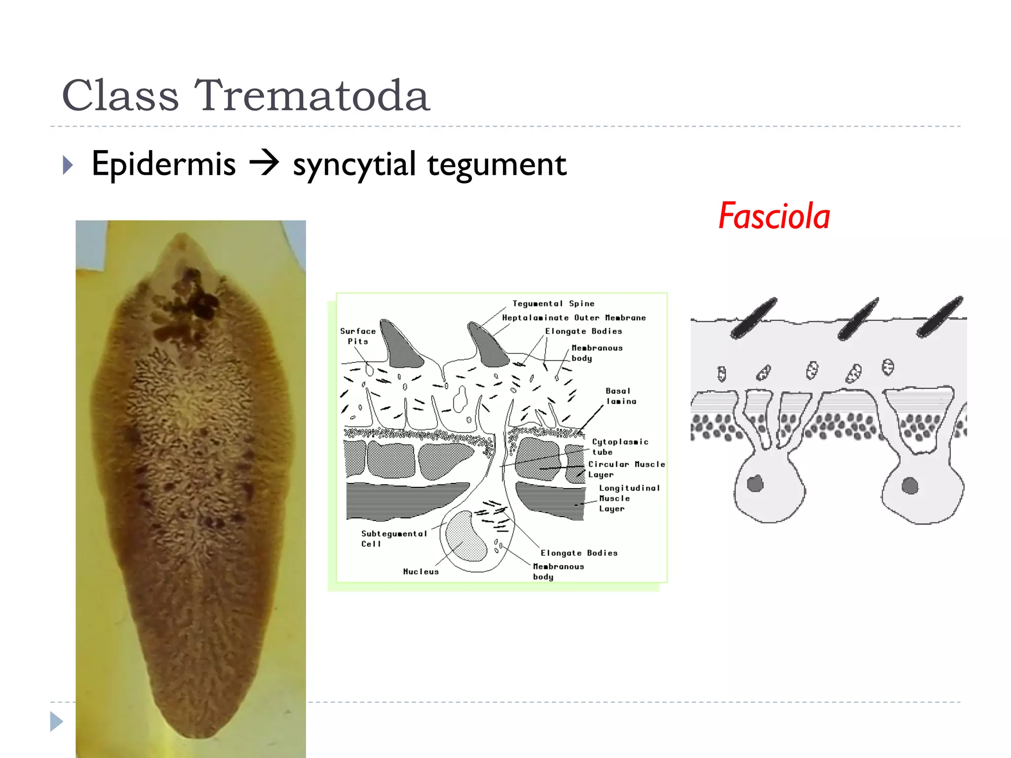Integumentary system | PDF