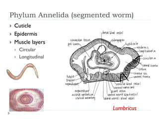 Integumentary system | PDF