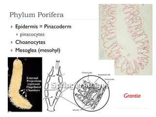 Integumentary system | PDF