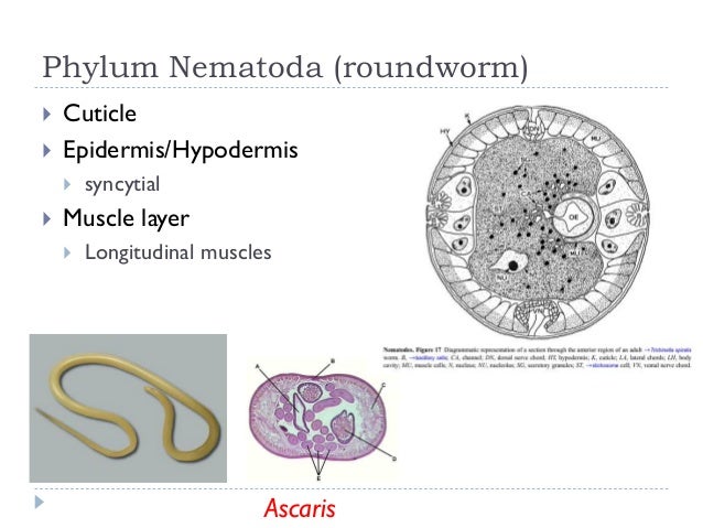 Integumentary system