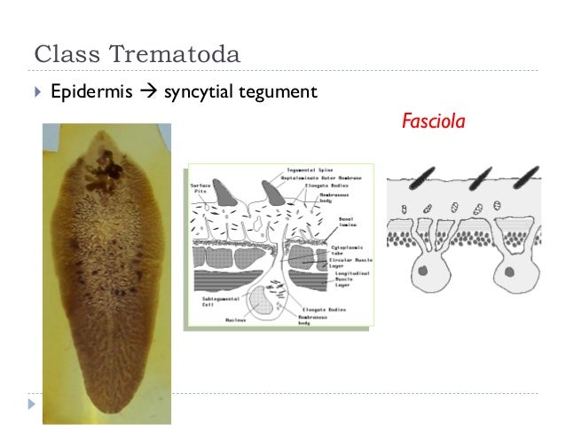 Integumentary system