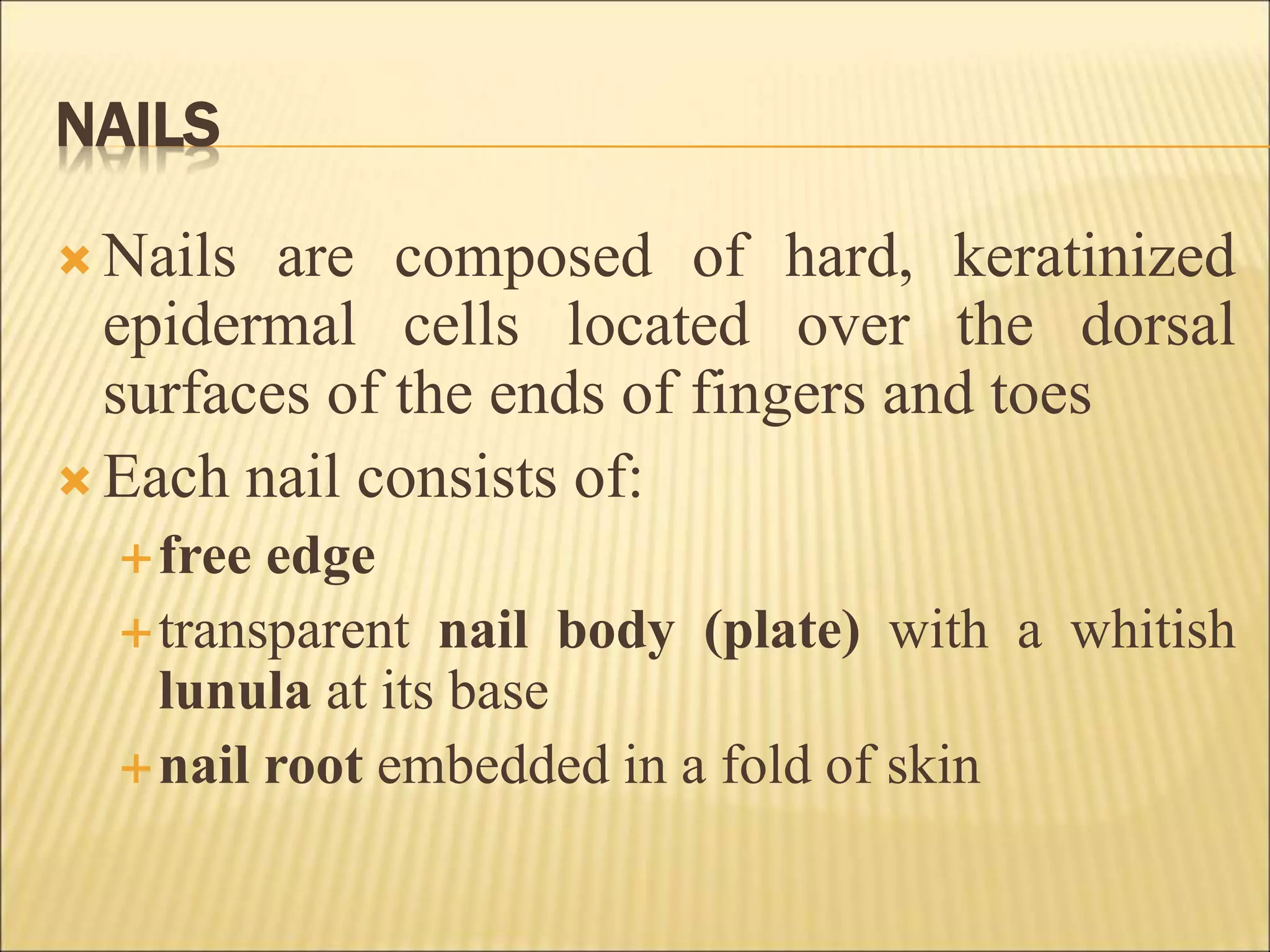 Integumentary system | PPT