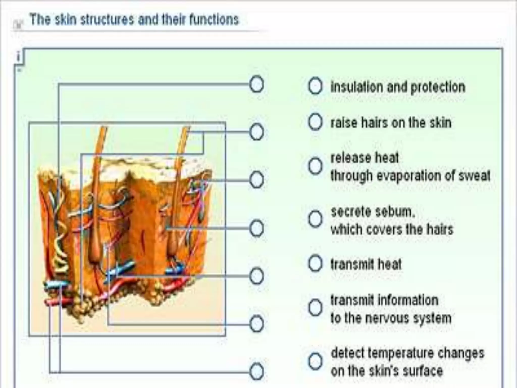 Integumentary system | PPT