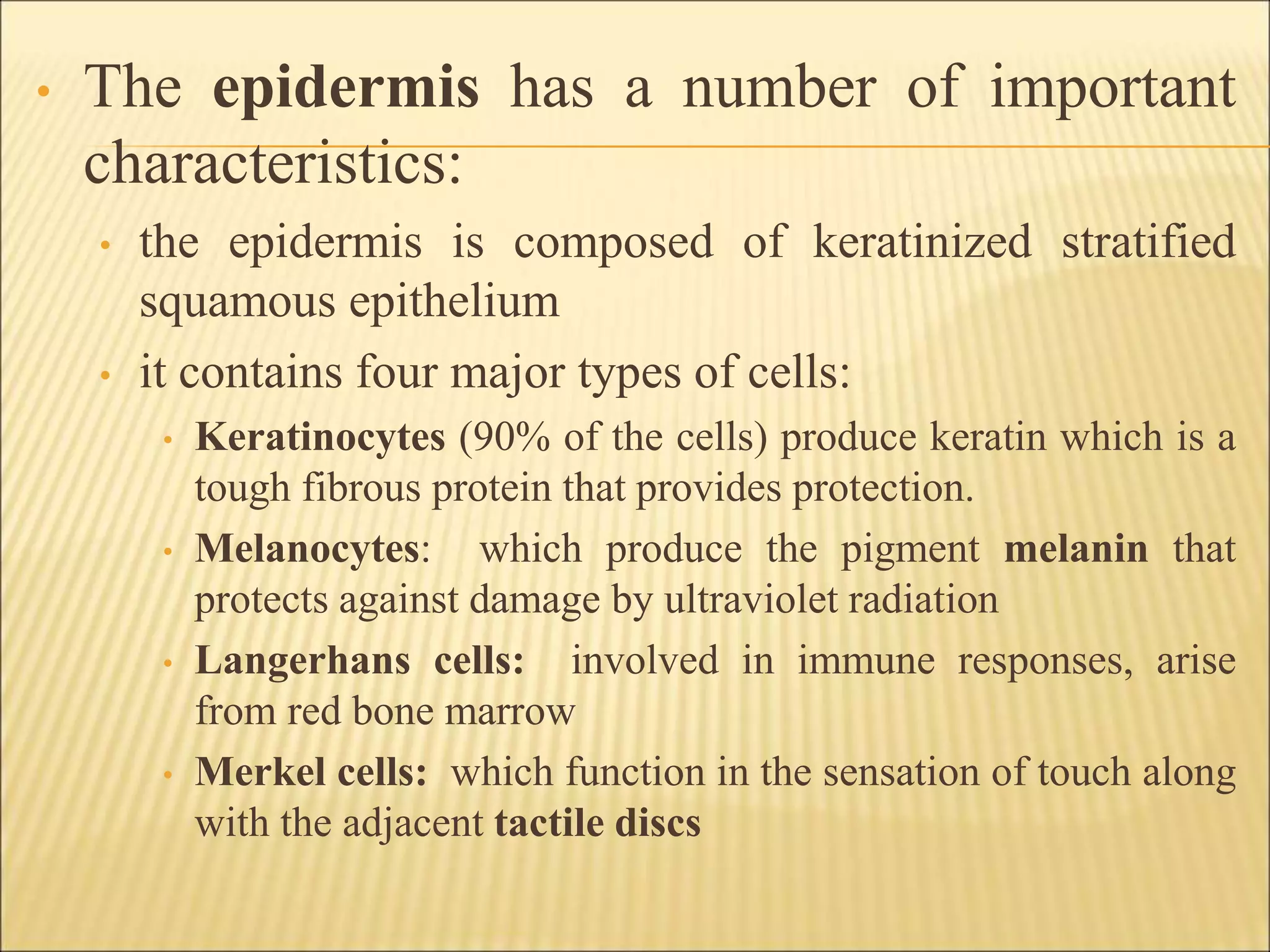 Integumentary system | PPT